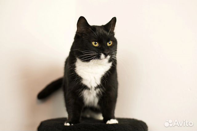 Харизматичный котик Пиксель ищет дом