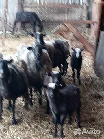 Рамановские овцы