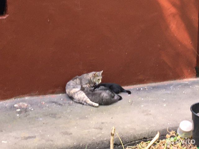 Кошечка с тремя котятами