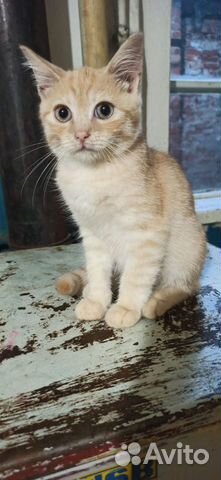 Котятки в добрые руки