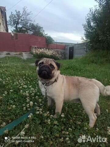 Продается мопс