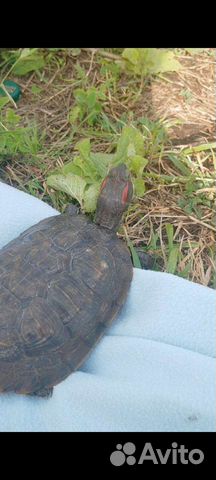 Красноухая черепаха бесплатно