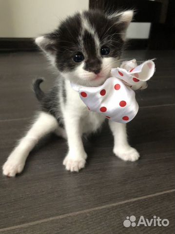 Котята породистые