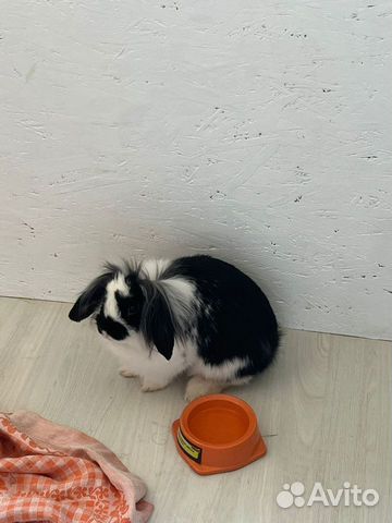 Кролик декоративный веслоухий с клеткой