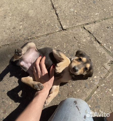 Щенки бесплатно (русская гончая)