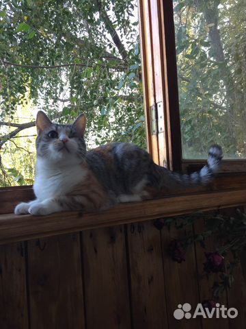 Кошка
