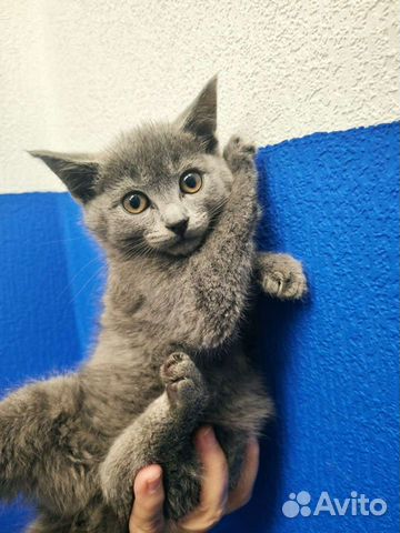 Котенок хочет домой