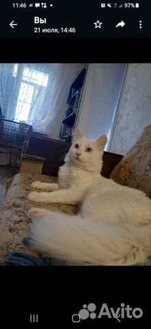 Сжм молодой Котик