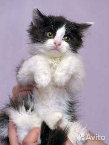 Пушистая лапочка девочка