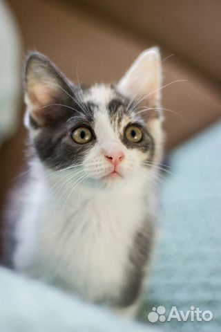 Пушистый десант ищет место дислокации