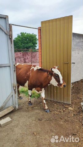 Корова дойная