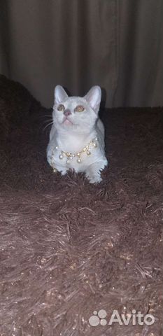 Лиловая кошечка с документами