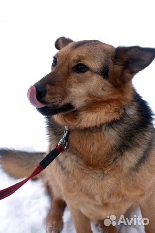 Милаша, очаровательна компактная собака