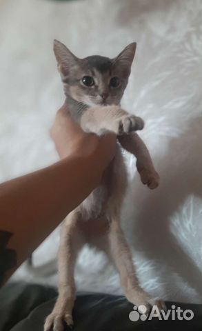 Абиссинский котёнок