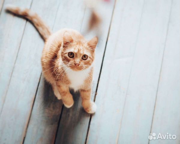 Мелкая Тигра в дар, в добрые руки