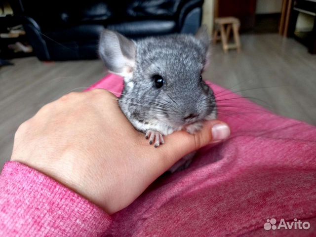 Шиншилла