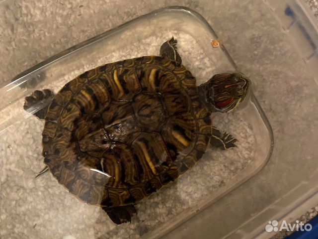 Красноухая черепаха бесплатно