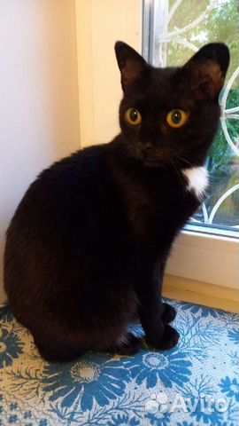 Кошечка Пиаф ищет дом