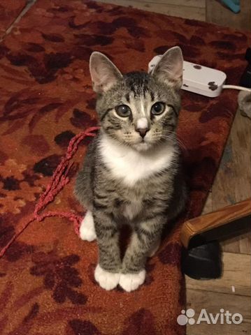 Котенок полосатик ищет дом