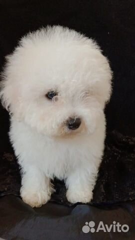 Бишон фризе