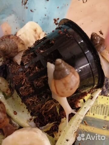 Улитки ахатины