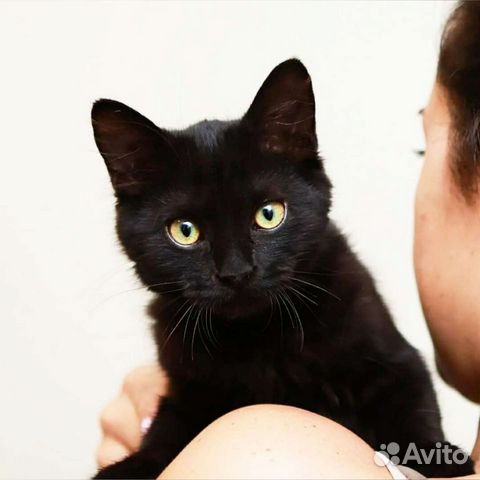 Котята в добрые руки, чёрные и других окрасов