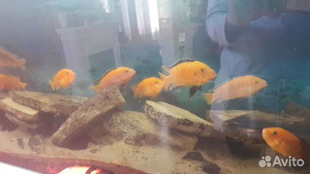 Цихлида еллоу