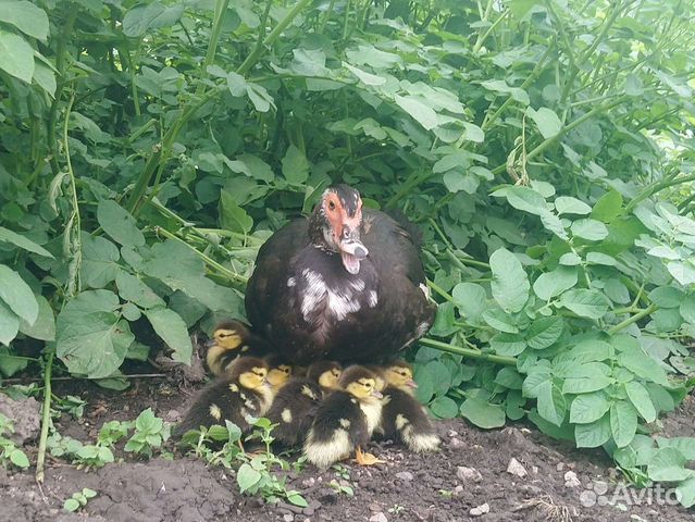 Индо утки. Мускусные утки