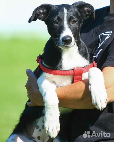 Заметьте Даночку. Щенок растёт в приюте