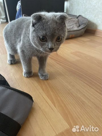Котенок вислоухий серый