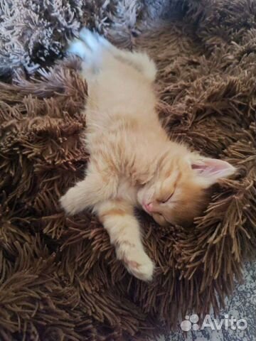 Котенок рыжий девочка