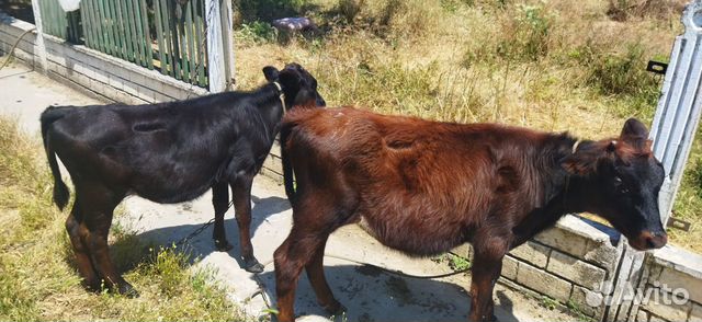 Две тёлочки 4 и 5 месяцев