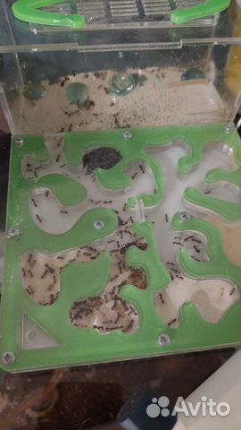 Муравьиная ферма с муравьями