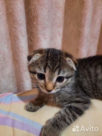 Шотландская вислоухая кошка бесплатно