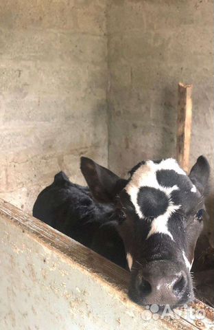 Продаются телята