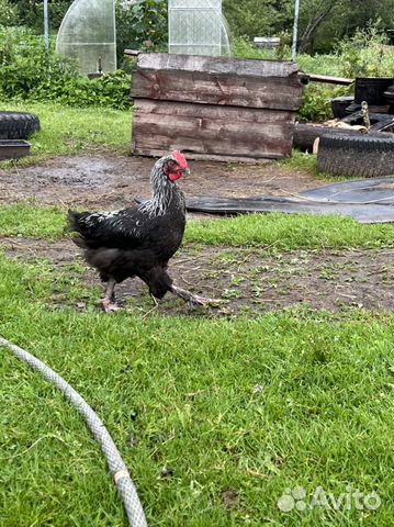 Петух маран 4 мес