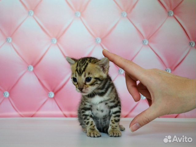 Маленькая леди