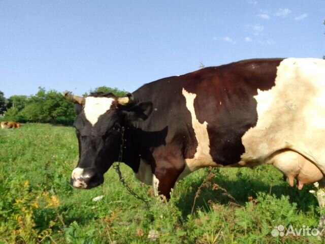 Коровка на молоко