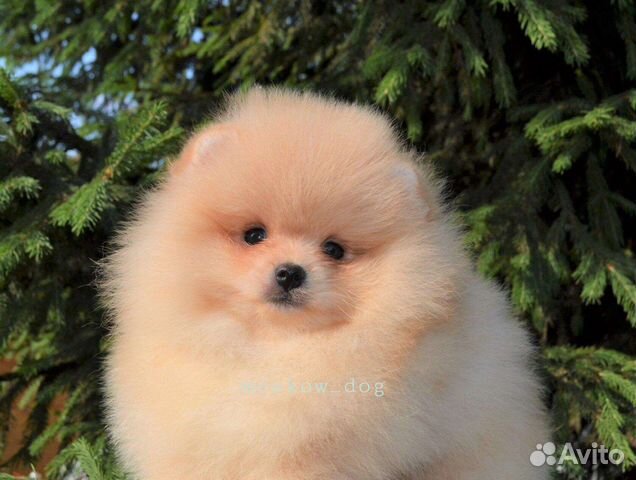 Шикарный парень