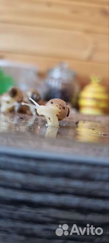 Ахатины улитосики