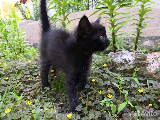 Котенок девочка в добрые руки