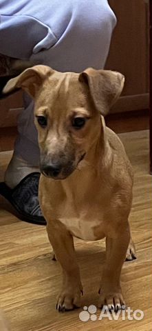 Метис таксы и джек Расселла