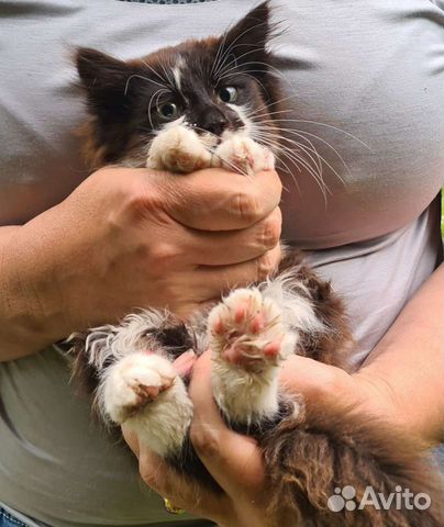 Котёнок похож на мэйнкуна