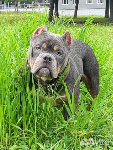 Американский булли