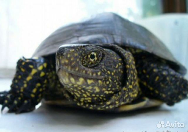 Черепаха