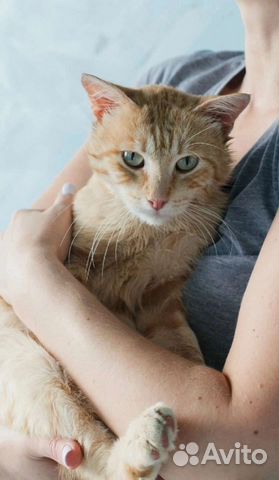 Рыжик ищет.дом