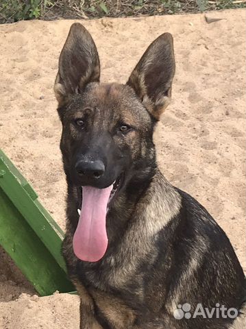 Подростки немецкой овчарки рабочих кровей