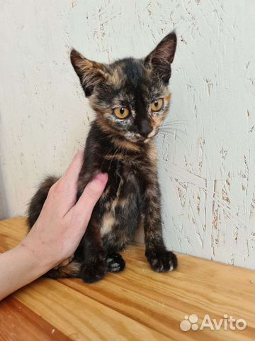 Котята горемыки