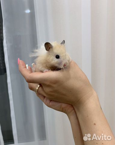 Сирийский хомяк с клеткой
