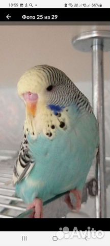 Волнистый попугайчик Чех